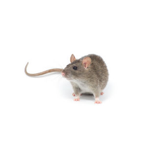 Local Rat Control – MSE Pest Control